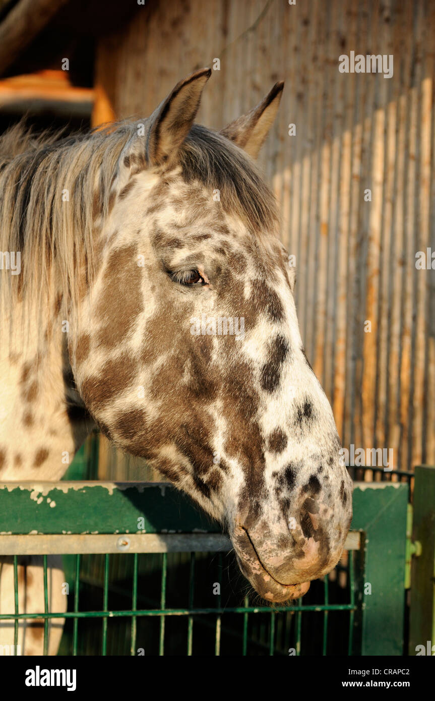 Porträt der Holsteiner Pferde Stockfotografie - Alamy
