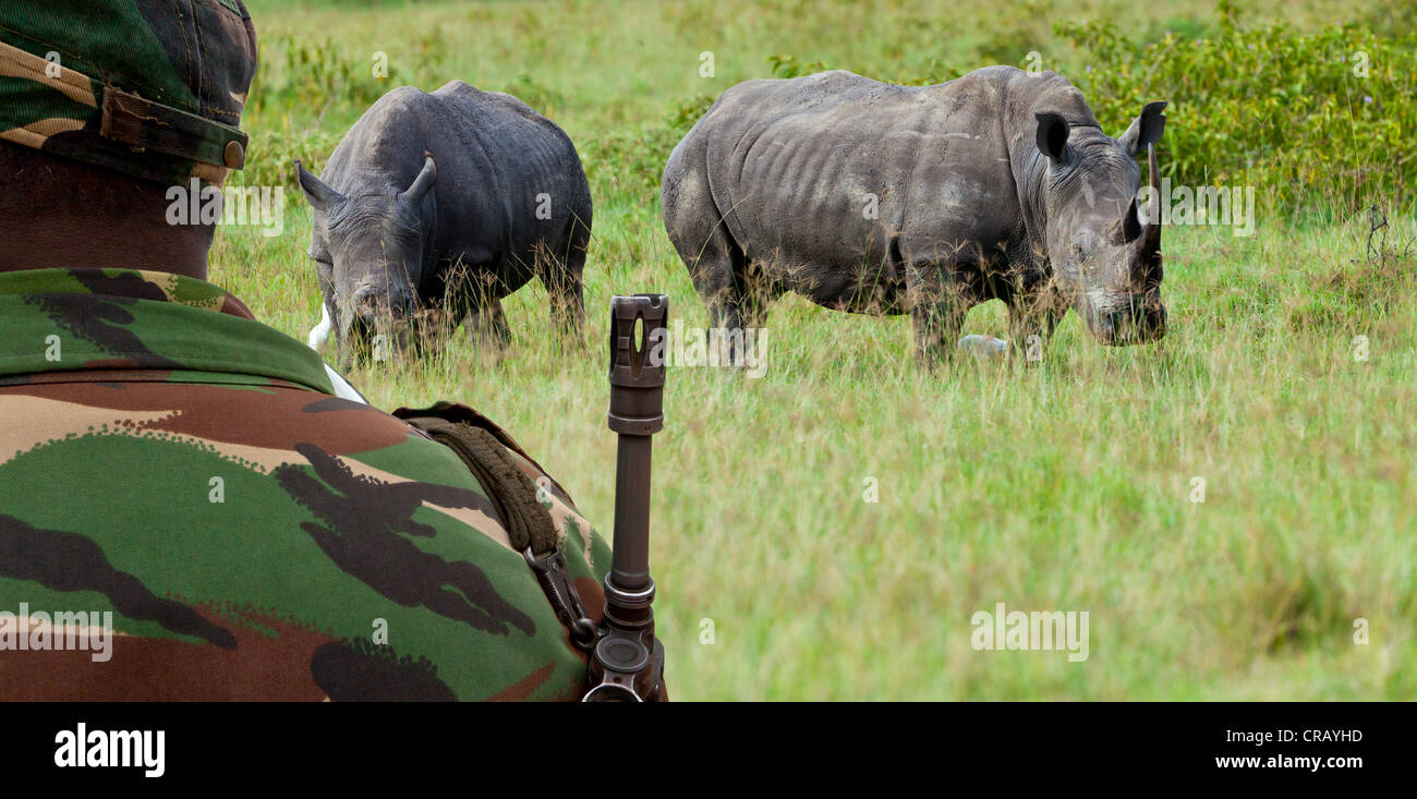 Nashorn bilder -Fotos und -Bildmaterial in hoher Auflösung – Alamy