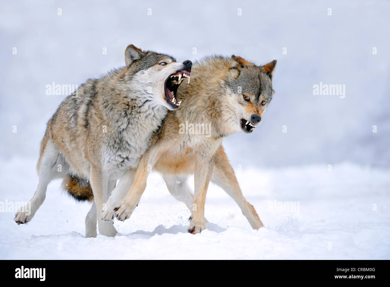 Zwei Wölfe Kämpfen Stockfotos & Zwei Wölfe Kämpfen Bilder - Alamy