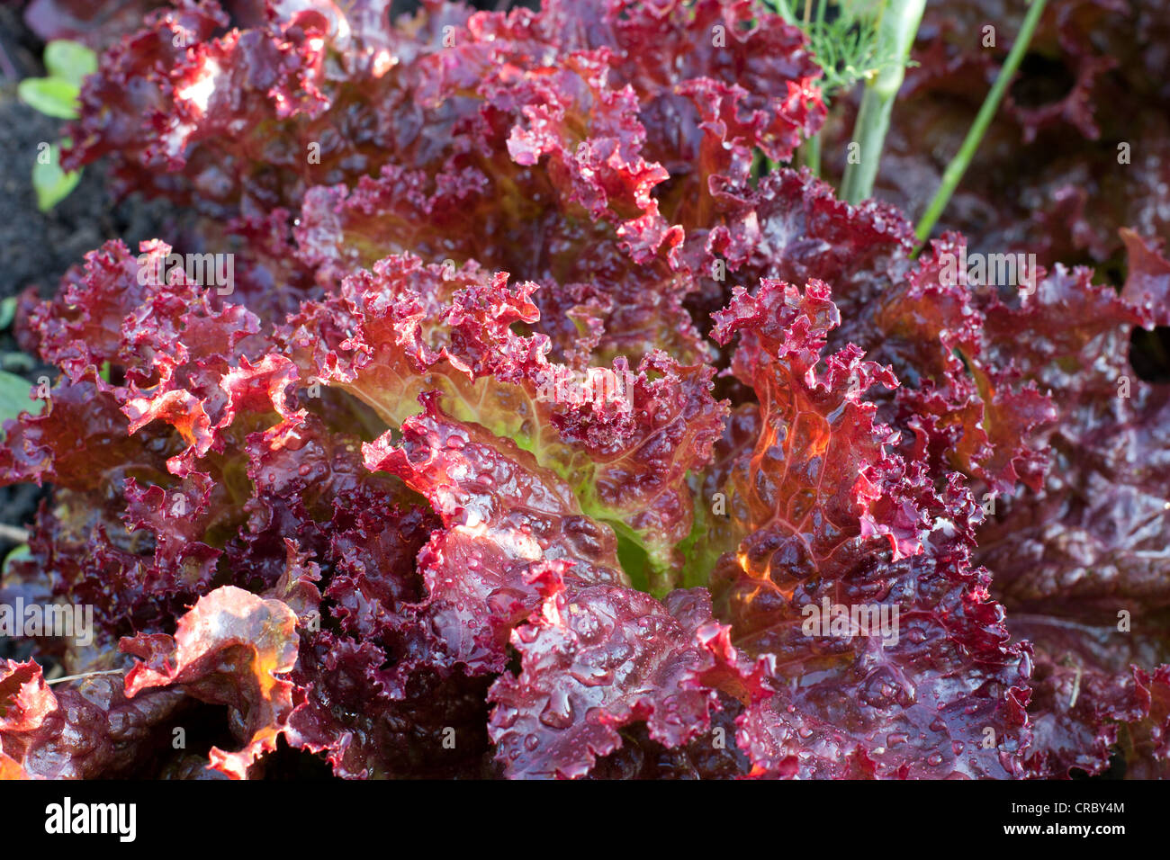 Nahaufnahme von lollo rosso salat -Fotos und -Bildmaterial in hoher ...
