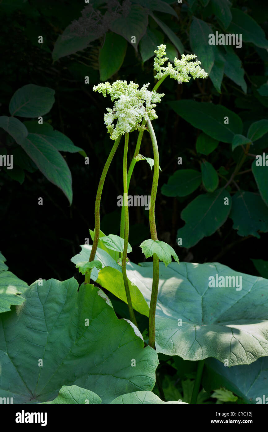 Astilboides Tabularis Blüte Blüte Rodgersia Tabularis Saxifraga ...