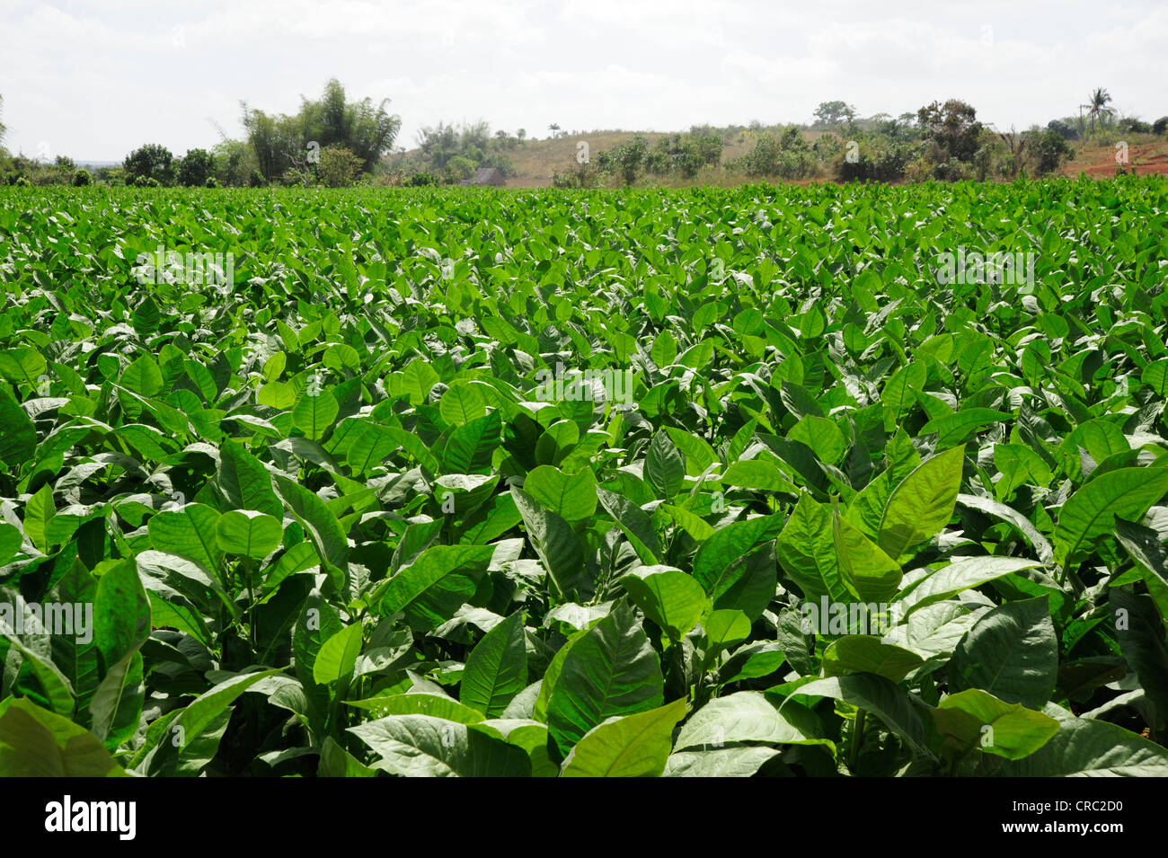Tabakblätter, Tabakpflanze (Nicotiana), Tabak-Plantage, Landwirtschaft ...