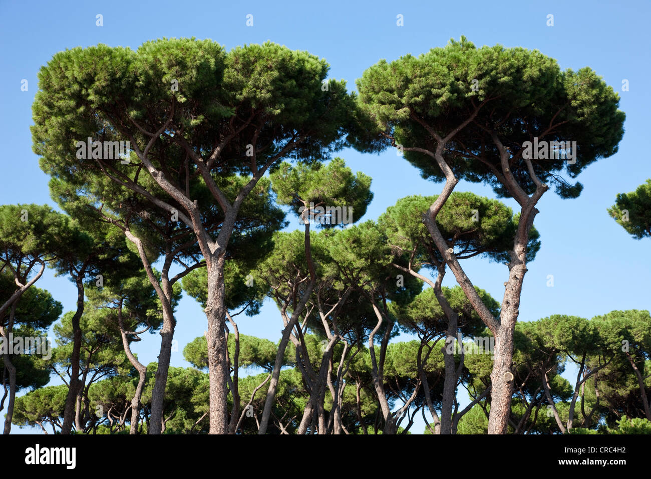 Pinus Pinea Pine Italy Stockfotos und -bilder Kaufen - Alamy