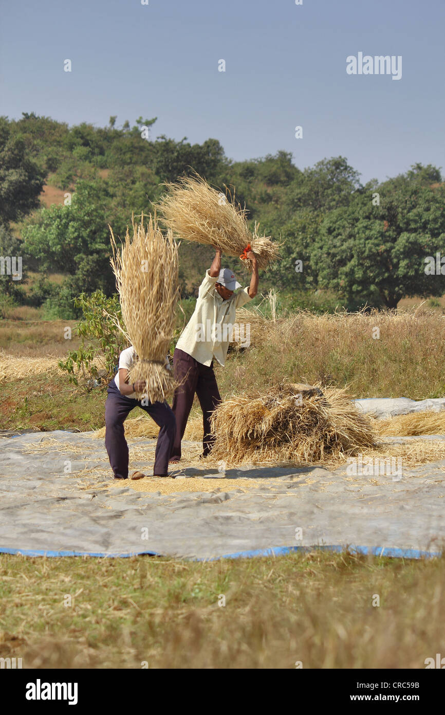 Rice harvesting -Fotos und -Bildmaterial in hoher Auflösung – Alamy