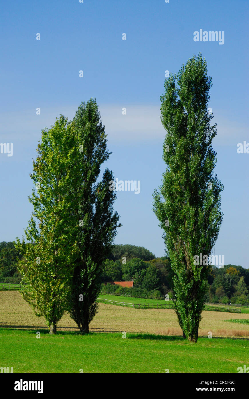 Lombardei-Pappel (Populus Nigra var. Italica, Populus Nigra 'Italica ...