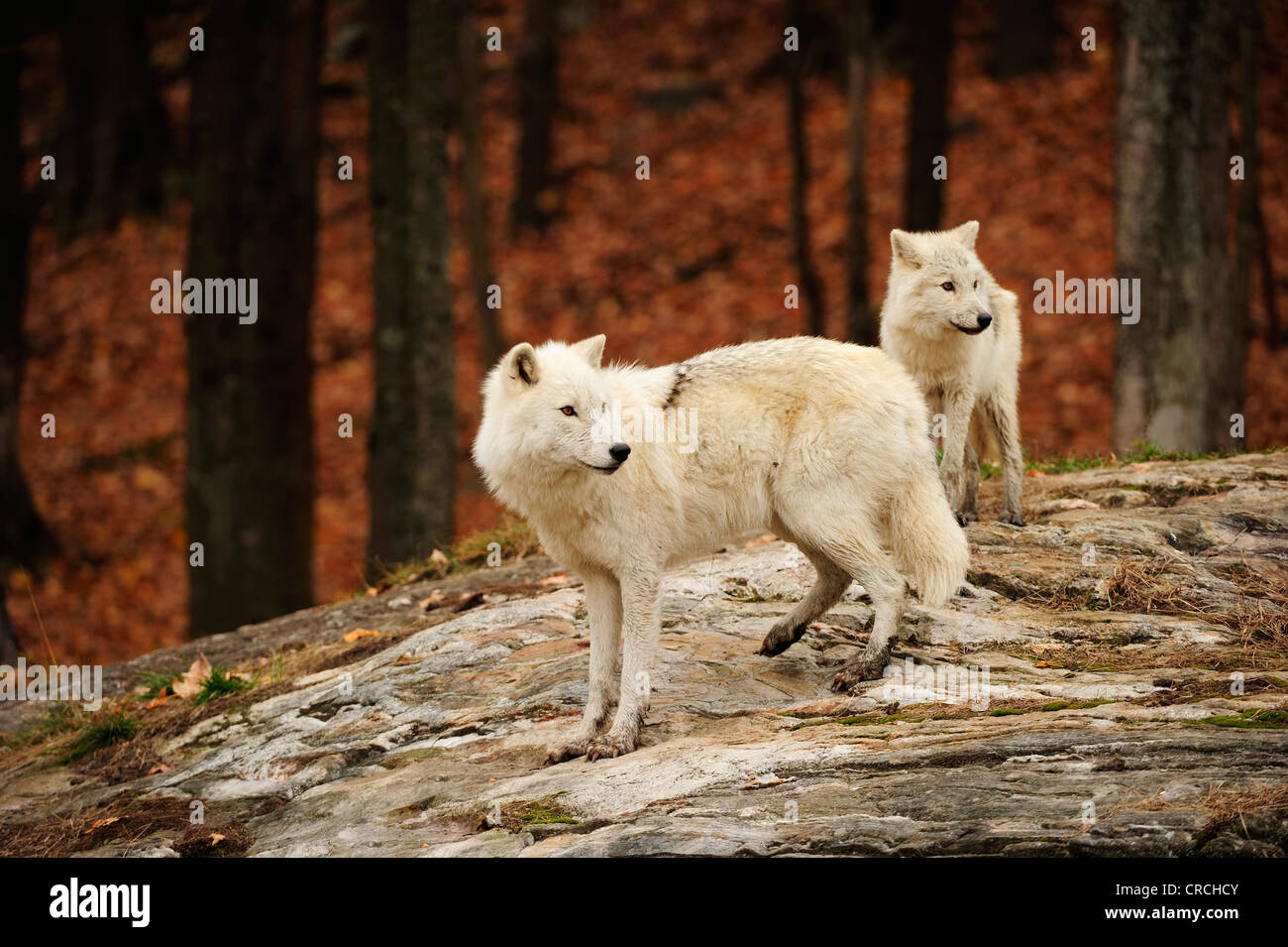 Polar wolves -Fotos und -Bildmaterial in hoher Auflösung – Alamy
