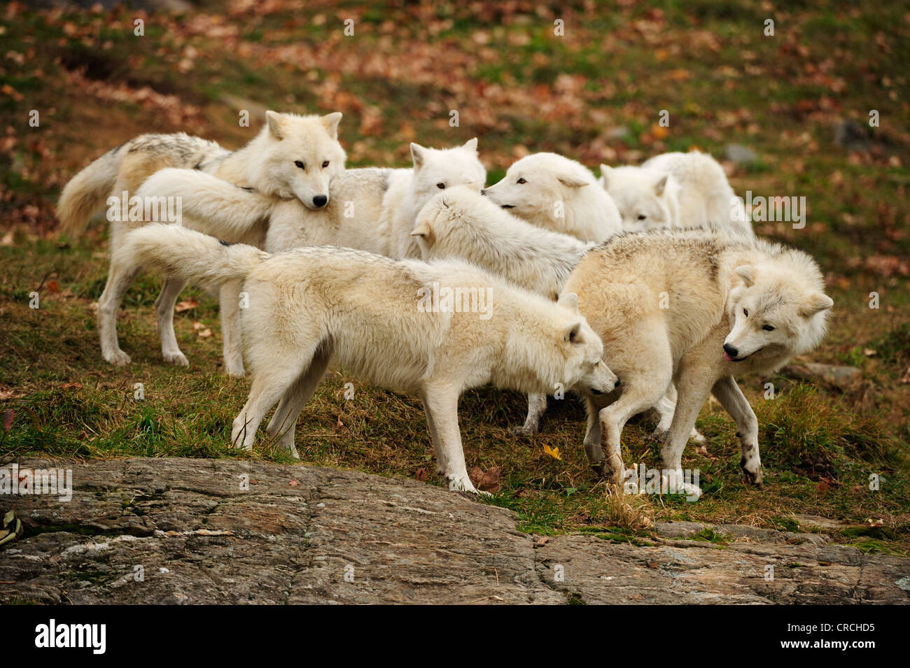 Pack of wolves -Fotos und -Bildmaterial in hoher Auflösung – Alamy
