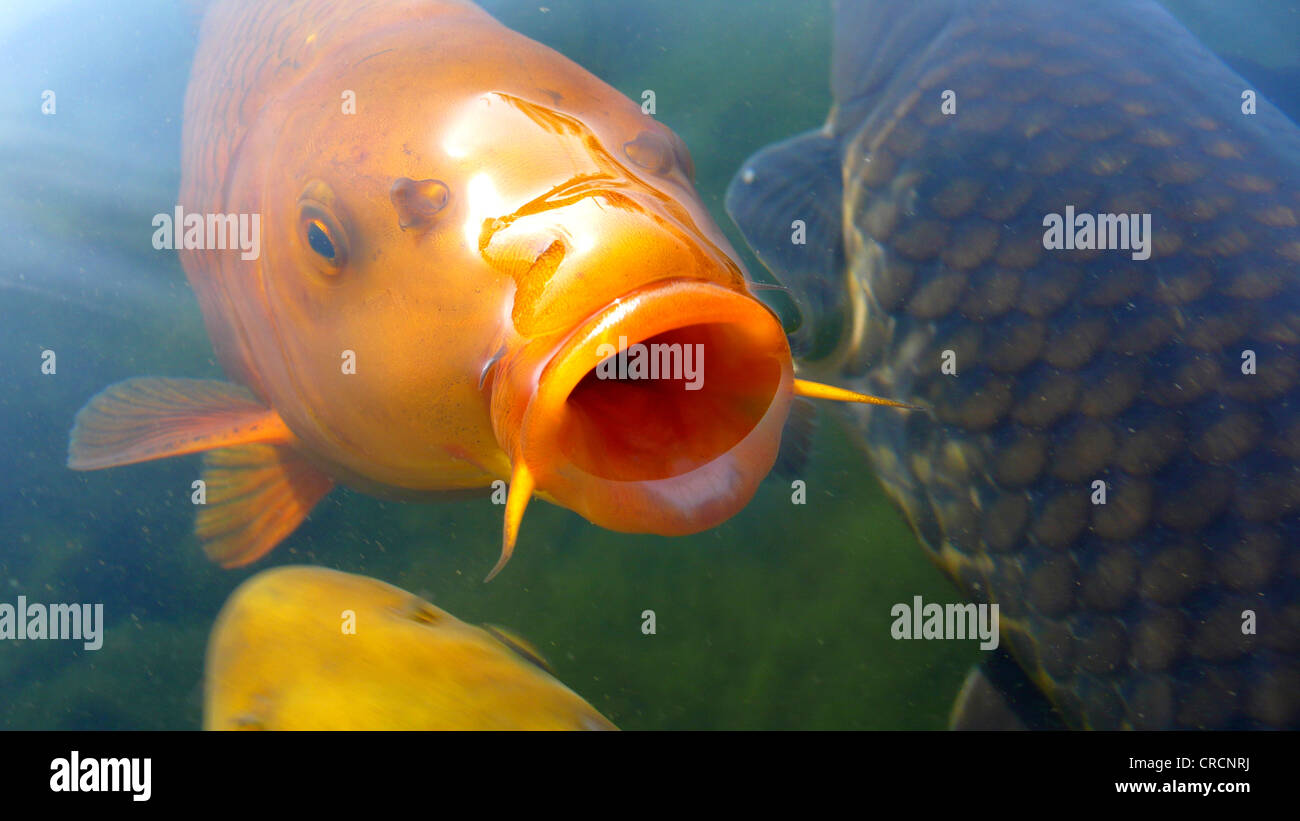 Aquaculture Fish Ponds Stockfotos & Aquaculture Fish Ponds Bilder - Alamy