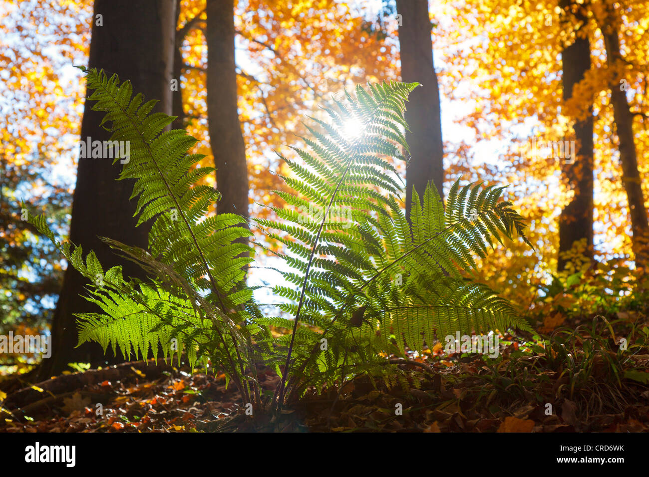 Farn wald -Fotos und -Bildmaterial in hoher Auflösung – Alamy