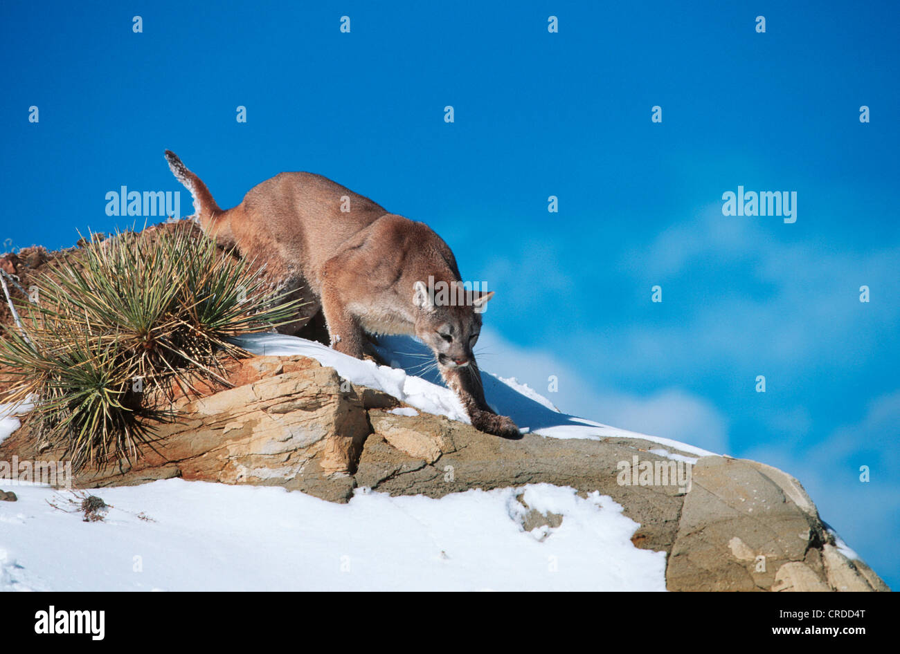 Female puma -Fotos und -Bildmaterial in hoher Auflösung – Alamy
