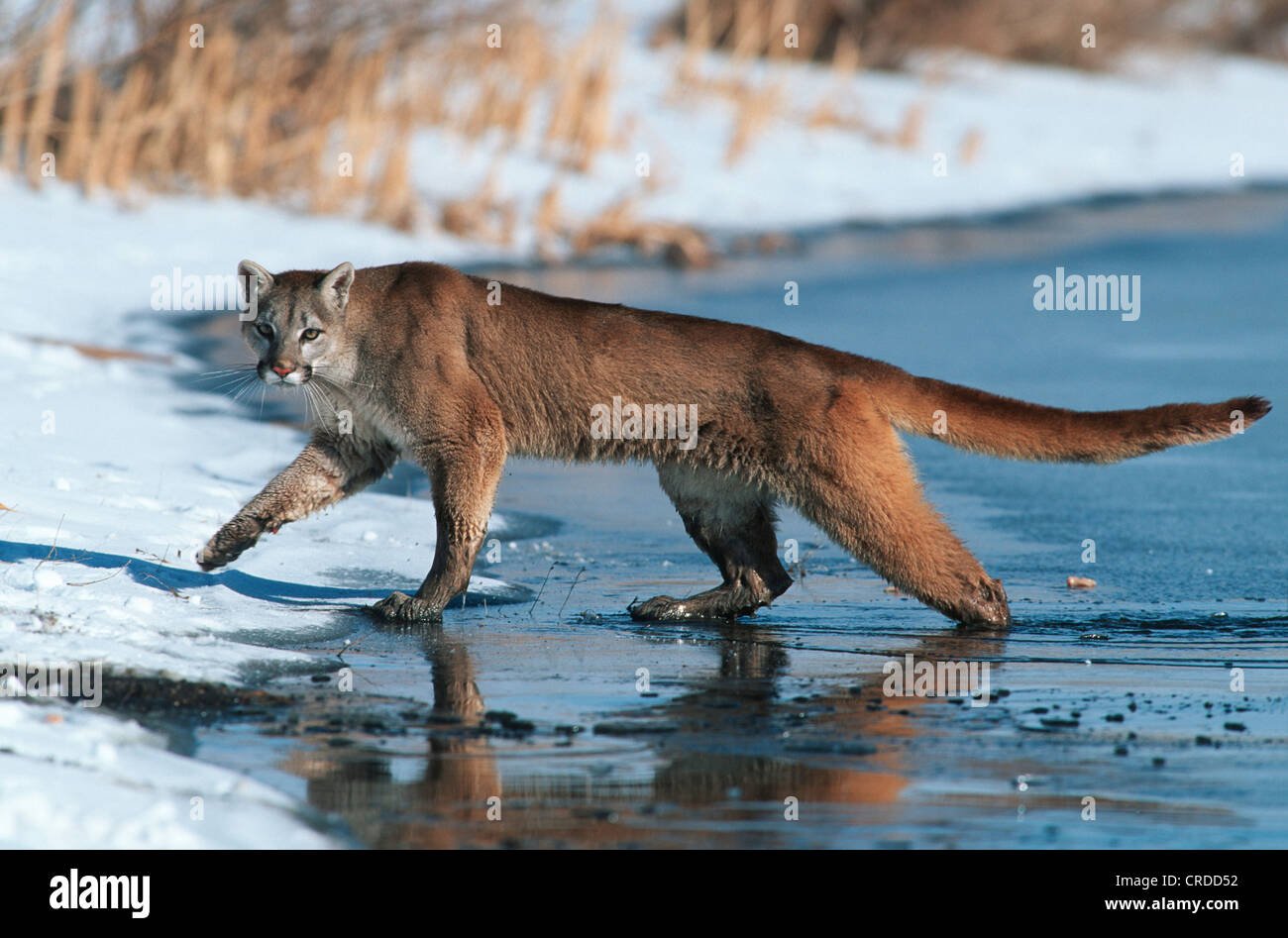 Weiblicher puma im schnee gehend -Fotos und -Bildmaterial in hoher ...