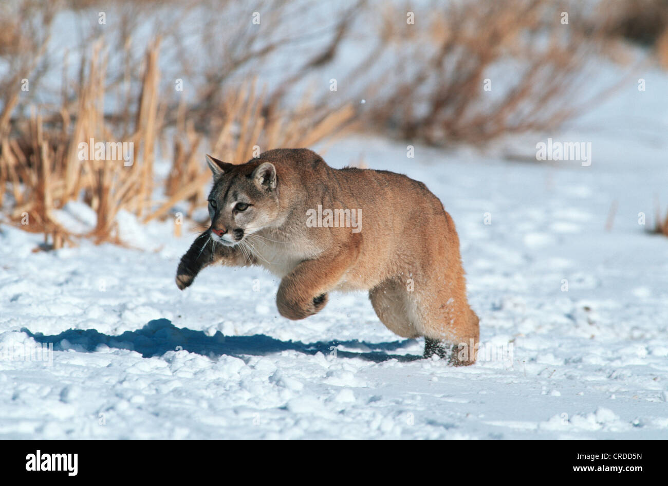 Berglöwe springen -Fotos und -Bildmaterial in hoher Auflösung – Alamy