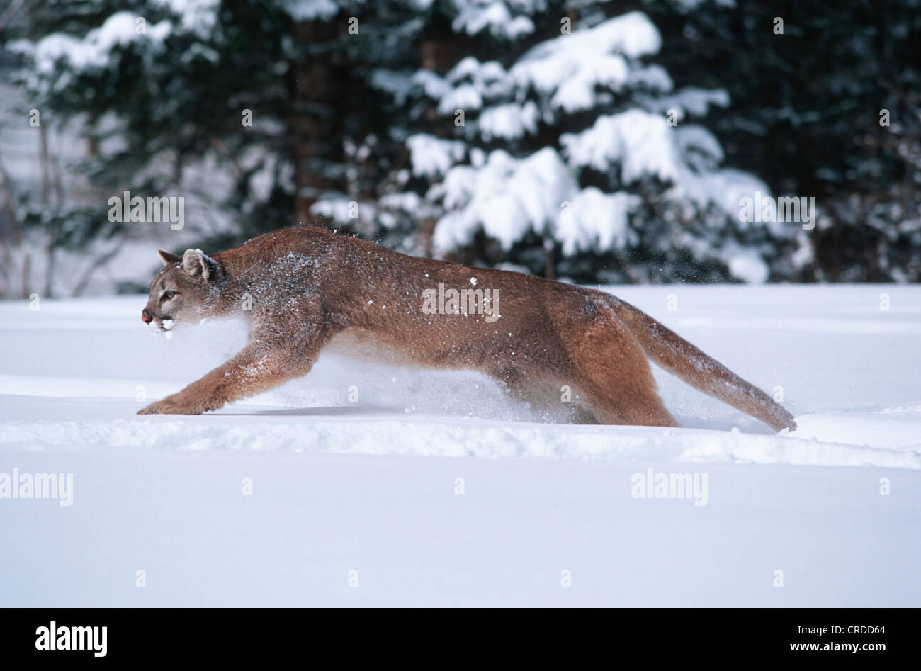Puma concolor jumping -Fotos und -Bildmaterial in hoher Auflösung – Alamy
