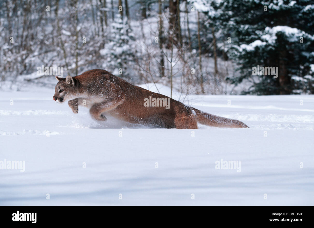 Puma concolor jumping -Fotos und -Bildmaterial in hoher Auflösung – Alamy
