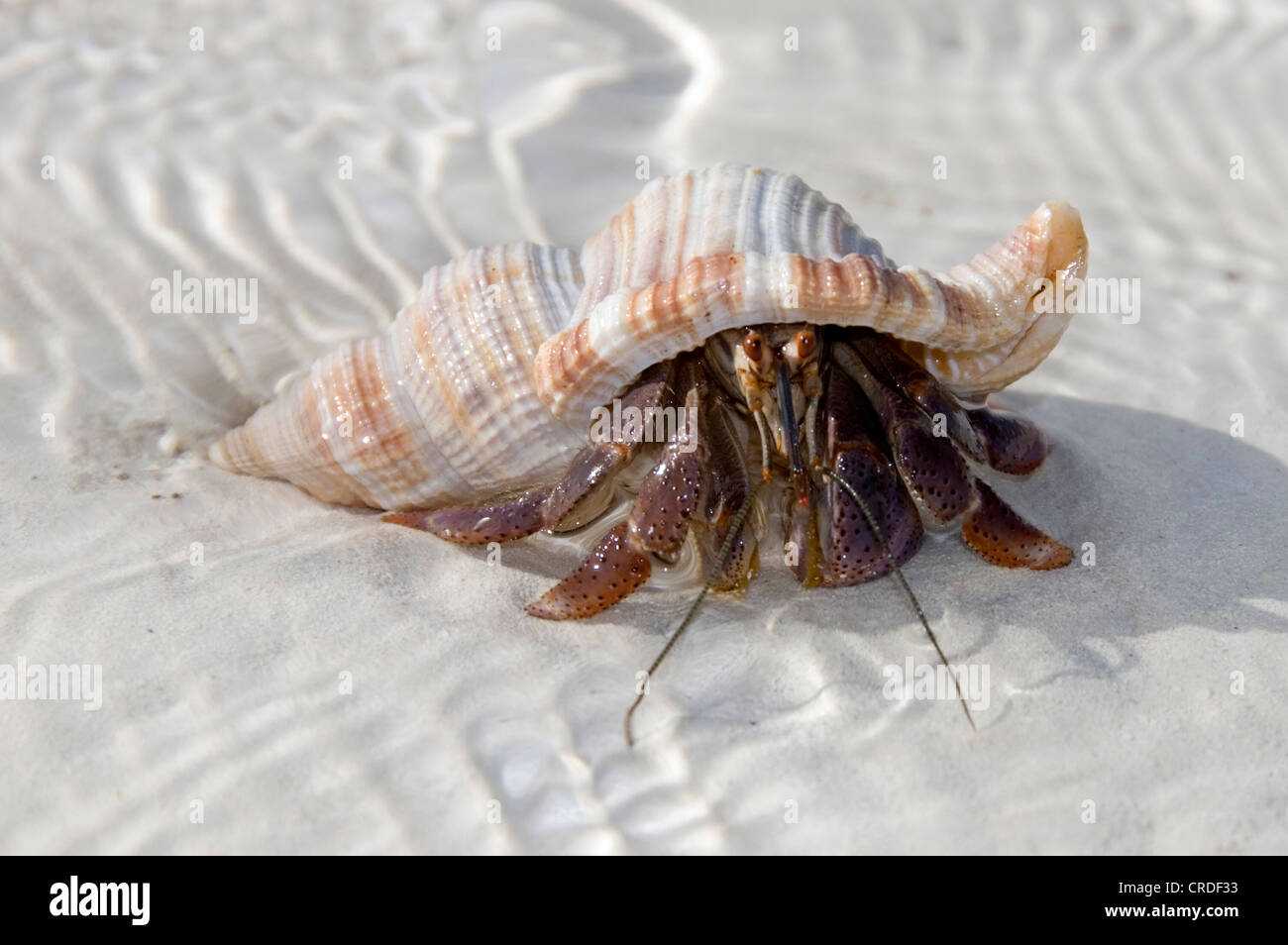 landen Sie Einsiedlerkrebse (Coenobita spec.), auf den Strand, Kuba ...