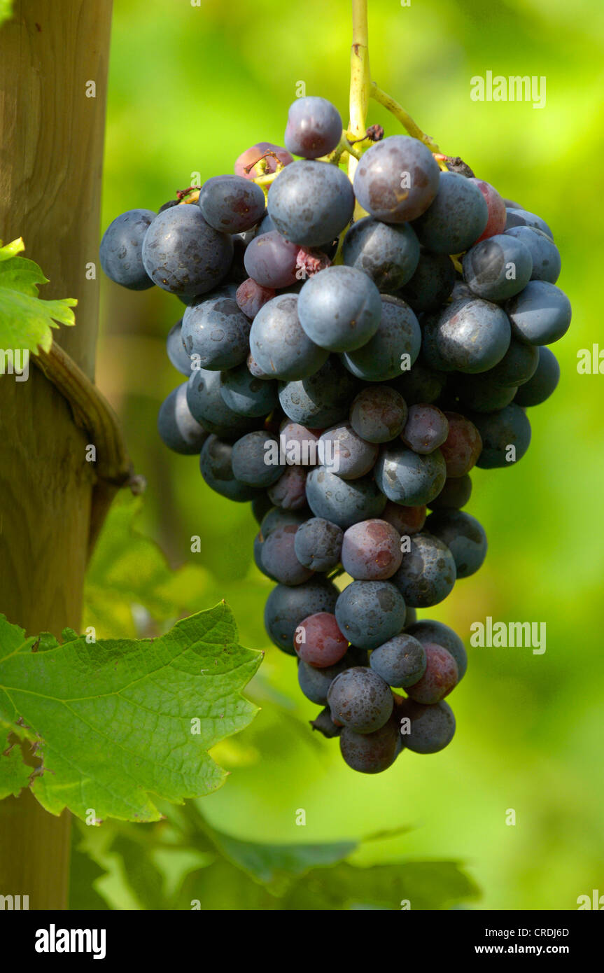 Trauben vitis spec -Fotos und -Bildmaterial in hoher Auflösung – Alamy