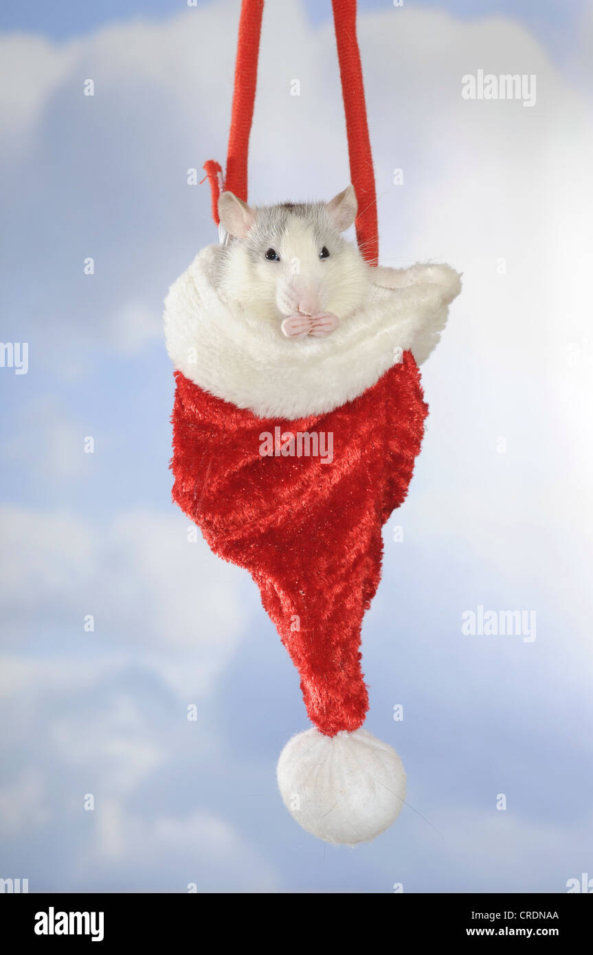 Husky ratten -Fotos und -Bildmaterial in hoher Auflösung – Alamy