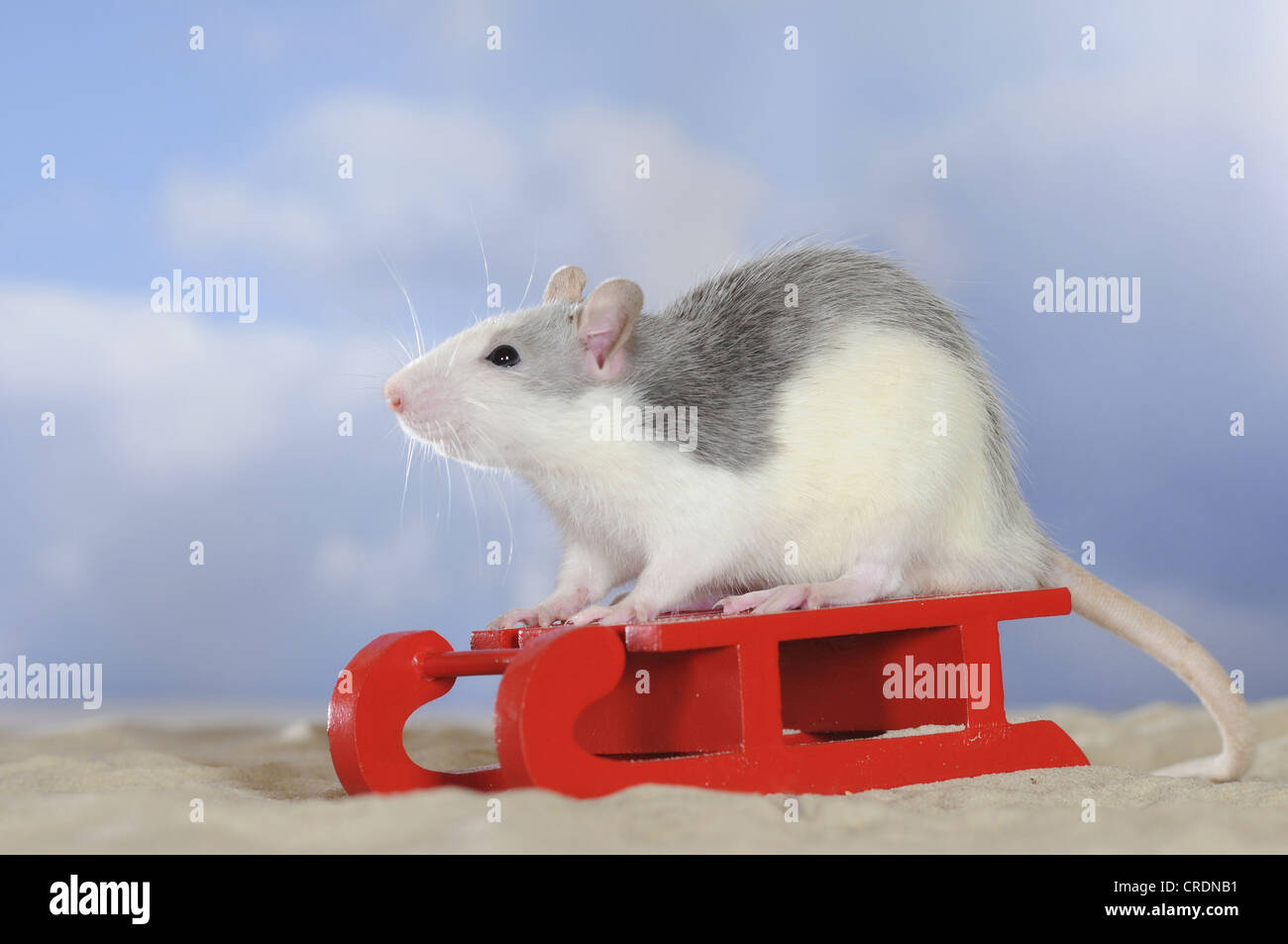 Husky ratten -Fotos und -Bildmaterial in hoher Auflösung – Alamy