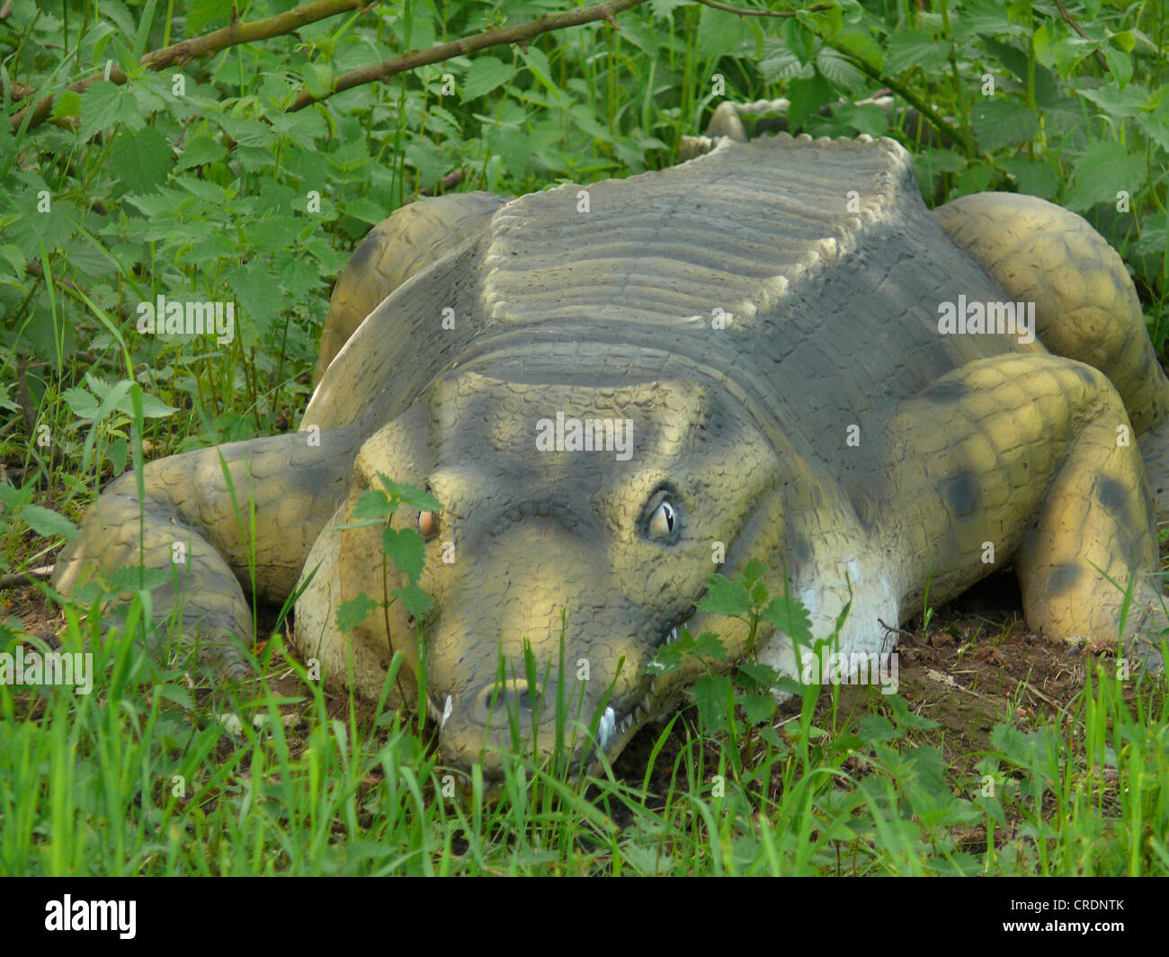 Vorfahre aller wirbeltiere -Fotos und -Bildmaterial in hoher Auflösung ...