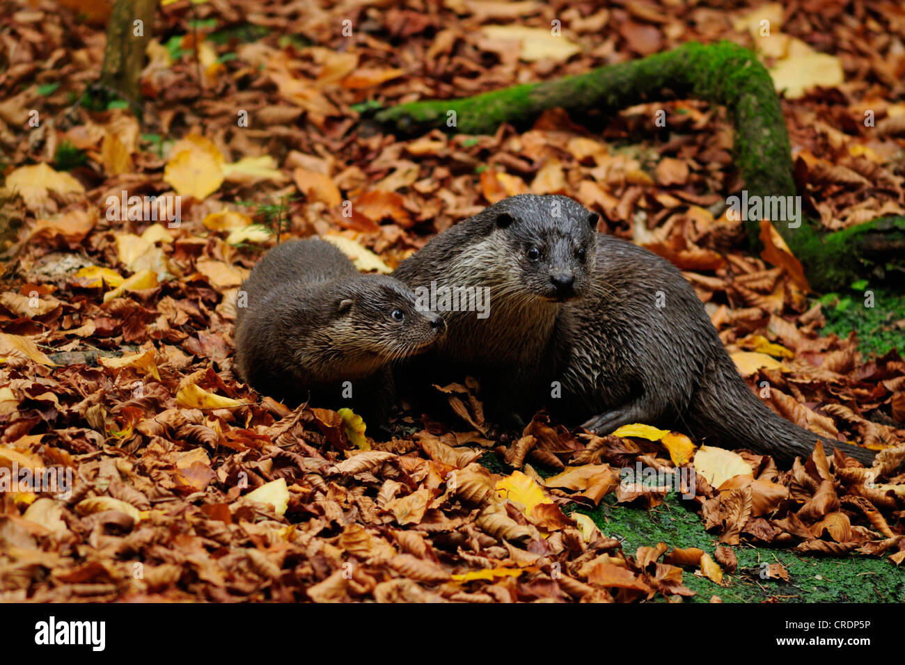 River otter babies -Fotos und -Bildmaterial in hoher Auflösung – Alamy
