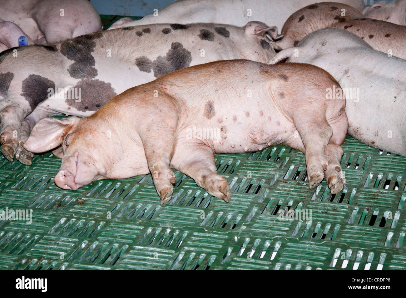 Hausschweine pigs -Fotos und -Bildmaterial in hoher Auflösung – Alamy