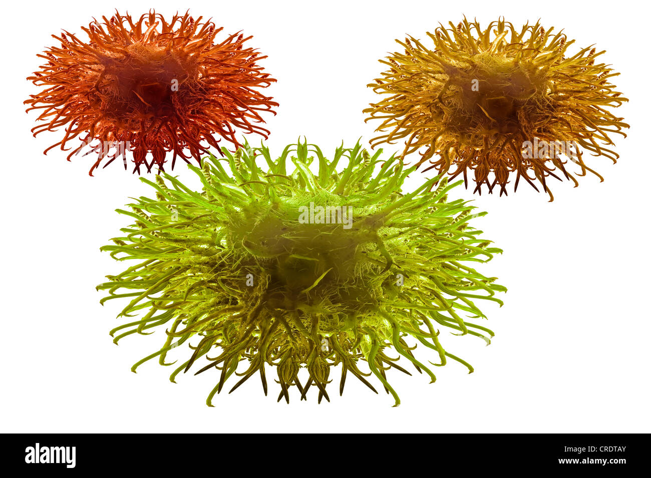 Immune system illustration -Fotos und -Bildmaterial in hoher Auflösung ...