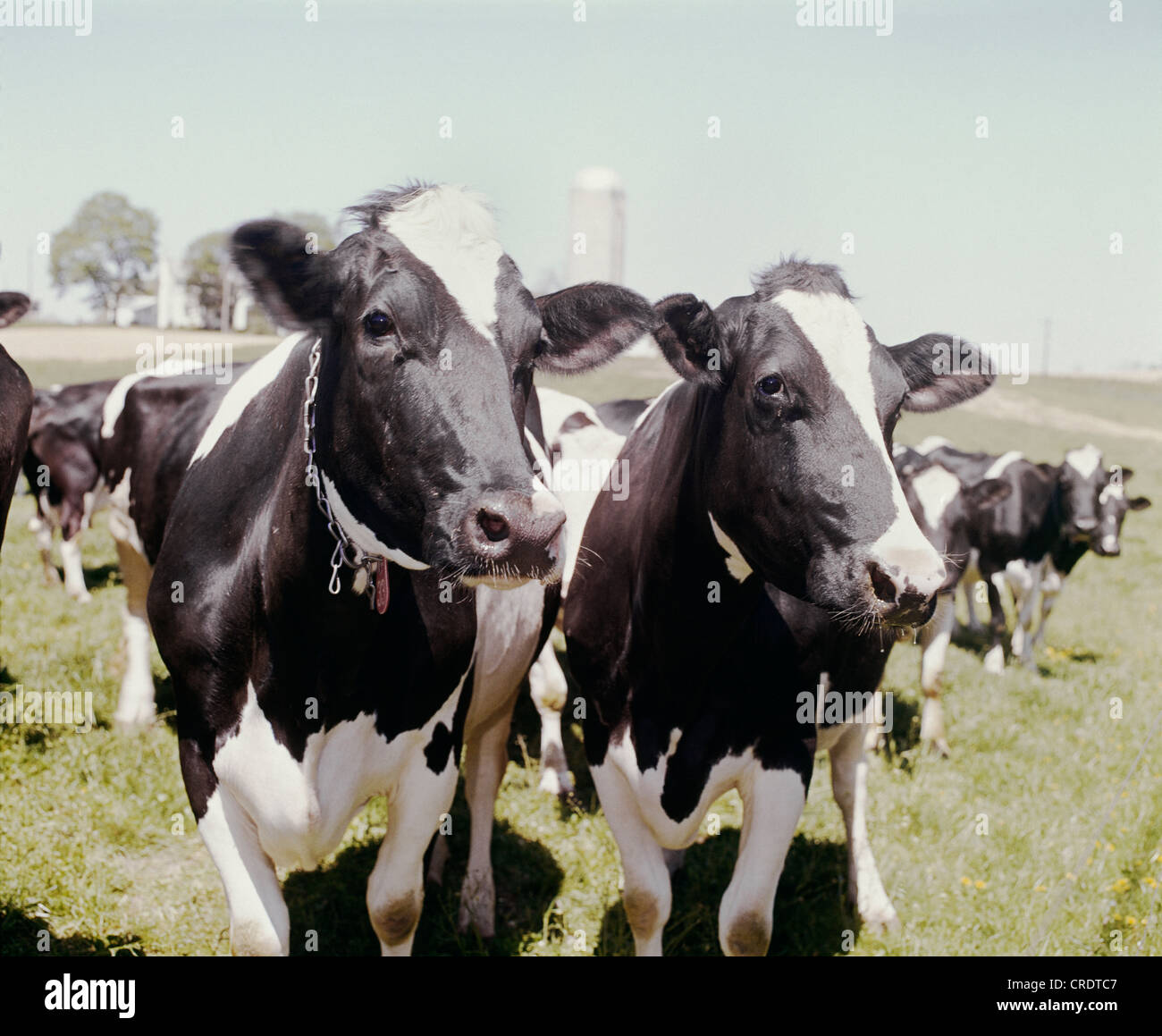Gruppe von holsteins -Fotos und -Bildmaterial in hoher Auflösung – Alamy