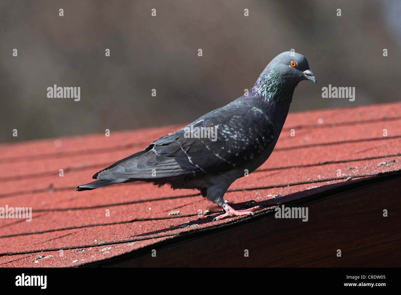 Wildtaube stadttaube columba livia domestica in -Fotos und ...