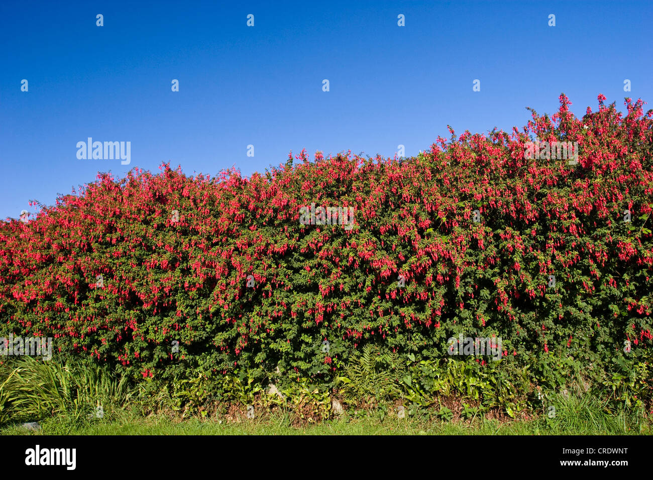 Hardy Fuchsia (Fuchsie fehlt 'Riccartonii'), blühende Hecke, Irland ...