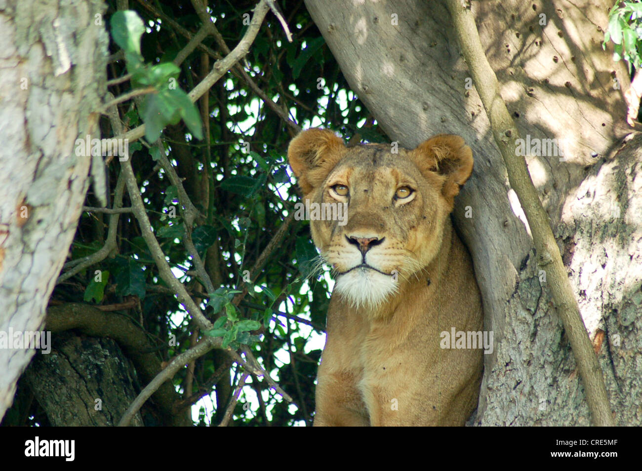 Ishasha queen elizabeth park -Fotos und -Bildmaterial in hoher ...