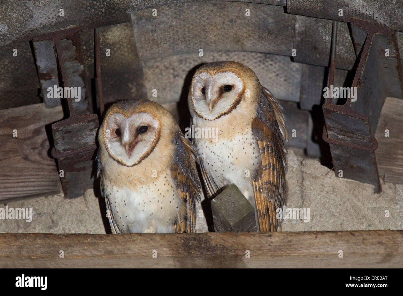 Junge schleiereulen -Fotos und -Bildmaterial in hoher Auflösung – Alamy