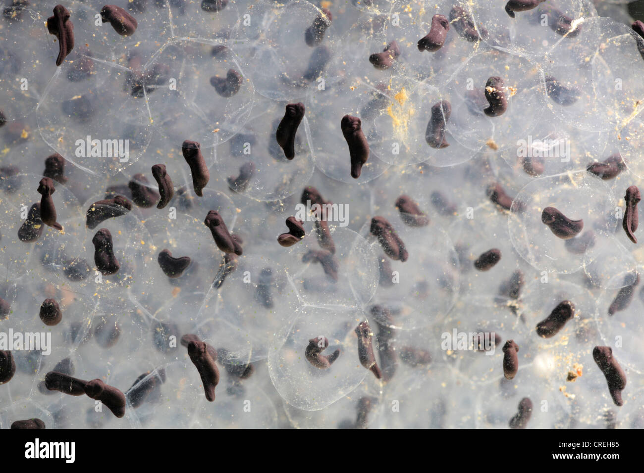 Grasfrosch, Grasfrosch (Rana Temporaria), Kaulquappen, Laich Horste ...