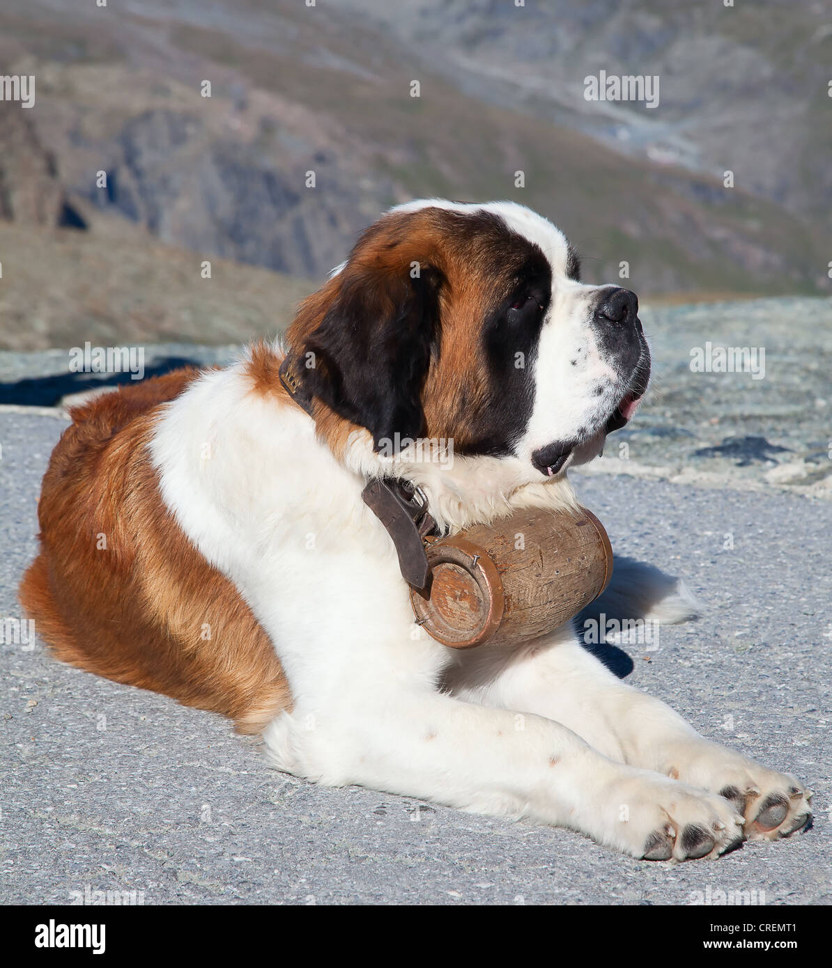 Bernhardiner mit Fass Rescue betriebsbereit Stockfotografie - Alamy