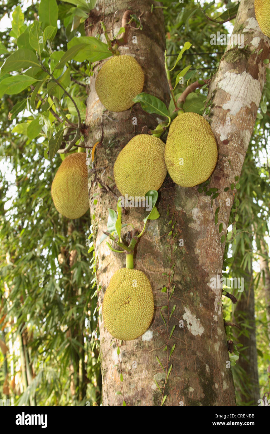 Artocarpus Heterophyllus Jack Baumfrucht Stockfotos und -bilder Kaufen ...