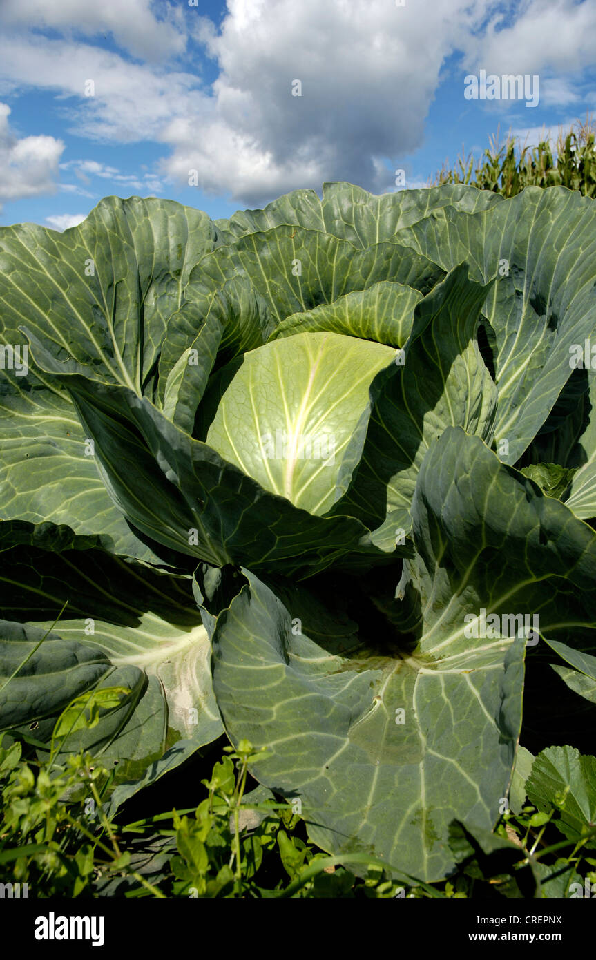 weißer Kohl (Brassica Oleracea var. Capitata F. Alba), Leiter der Kohl ...