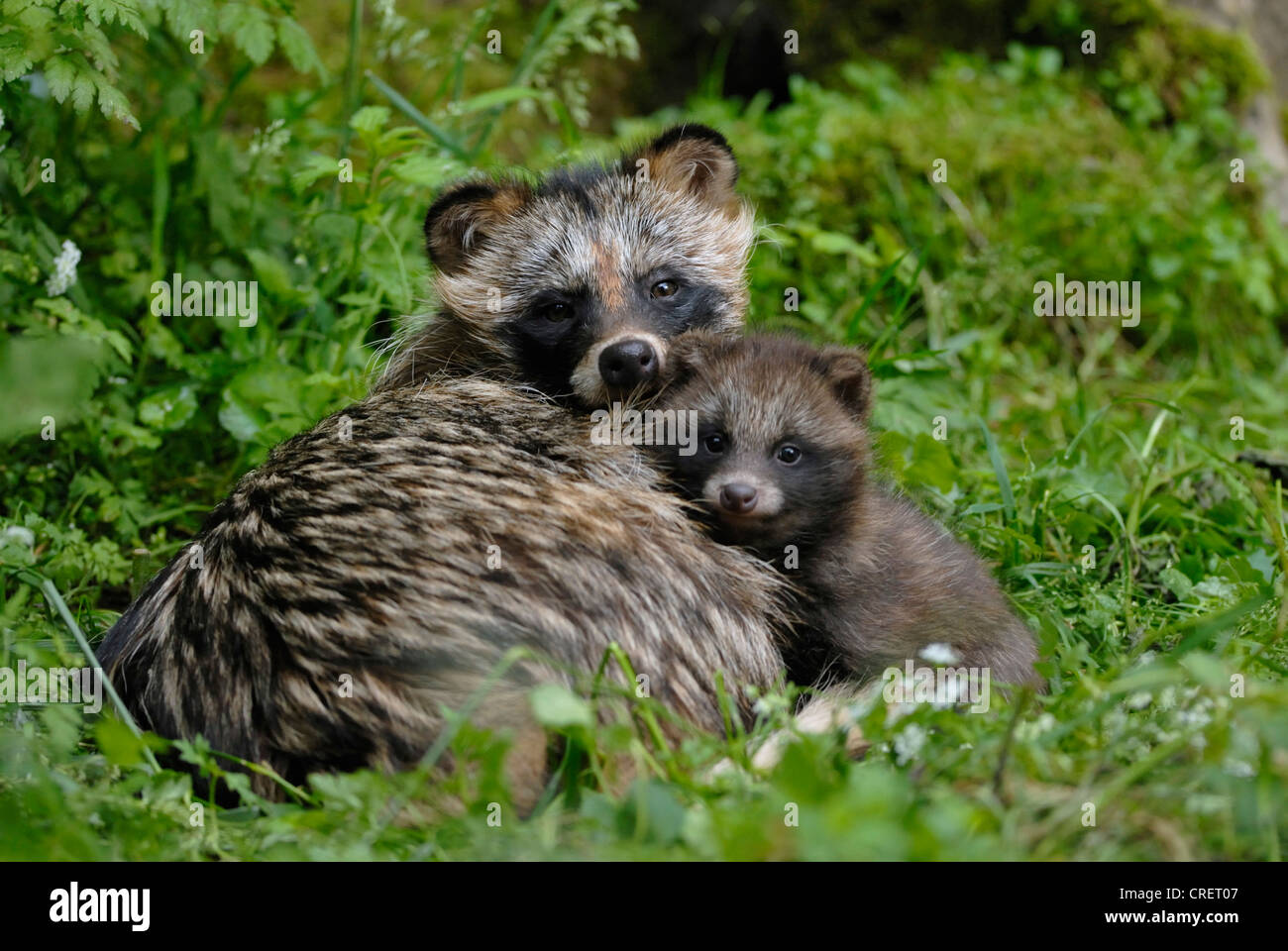 Marderhund (Nyctereutes Procyonoides), Erwachsene mit Welpen ...