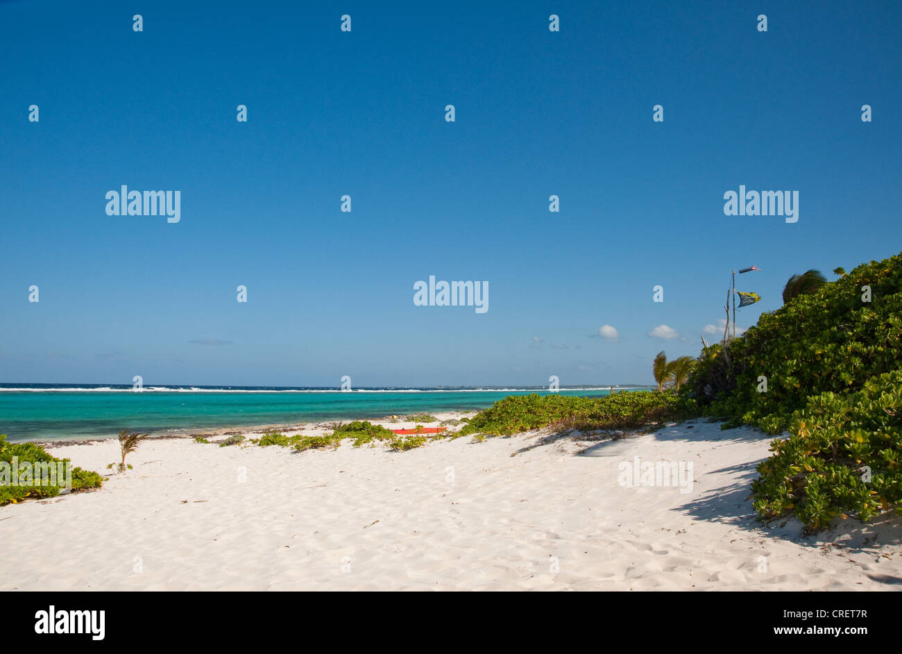Bay rum tree -Fotos und -Bildmaterial in hoher Auflösung – Alamy