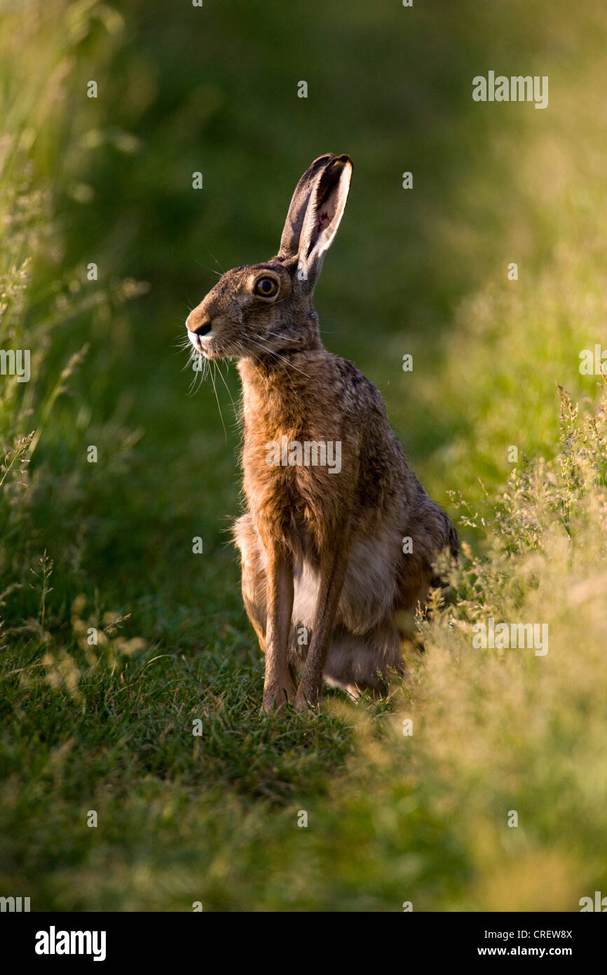 Feldhase (Lepus Europaeus), sitzen, Ungarn, Kiskunzag Stockfotografie ...