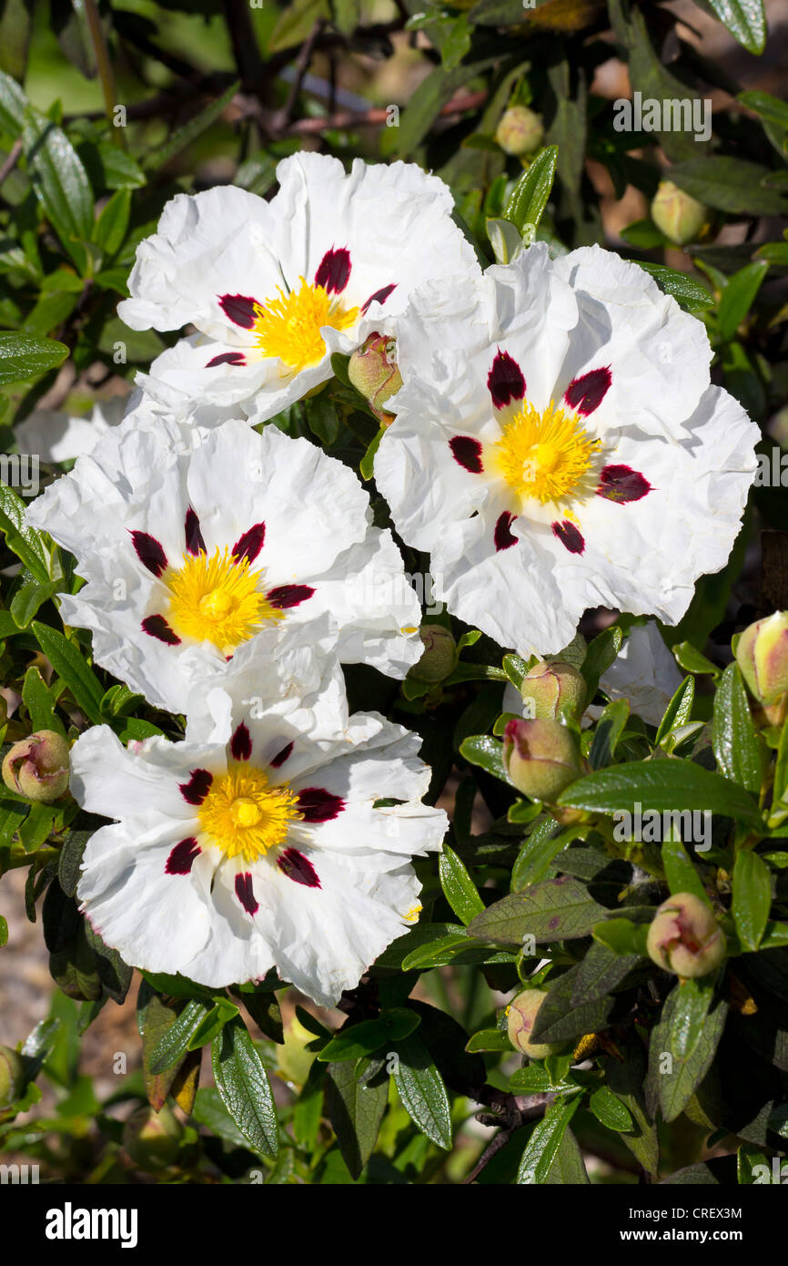 Cistus Purpureus Alan Fradd Stockfotografie - Alamy