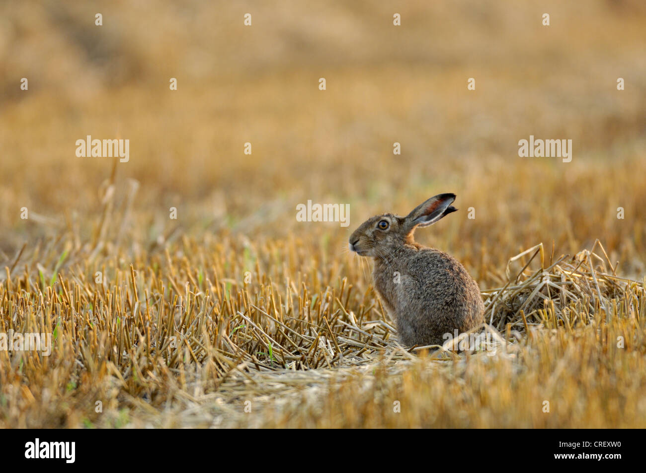 Feldhase (Lepus Europaeus), auf Stoppelfeld, Deutschland, North Rhine ...