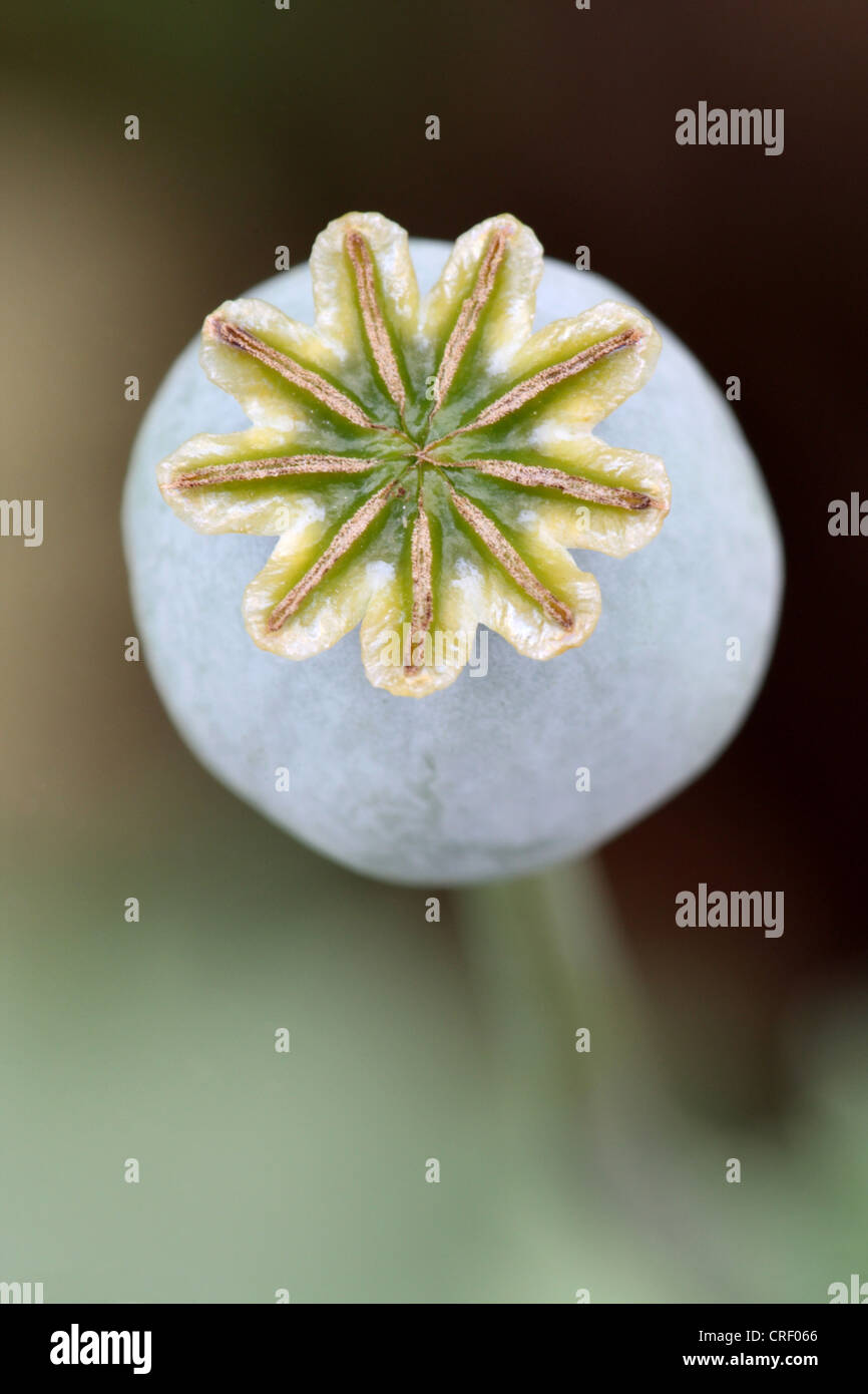 Schlafmohn (Papaver Somniferum), Kapsel Stockfotografie - Alamy