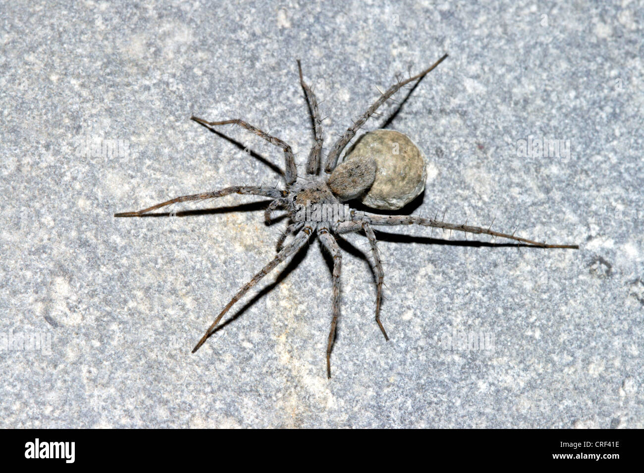 Wolfspinne, Boden Spinne (Pardosa Wagleri), Weibchen mit Kokon ...