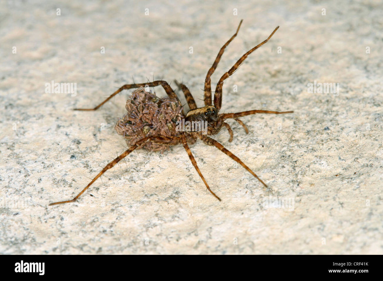 Baby wolfspinne -Fotos und -Bildmaterial in hoher Auflösung – Alamy