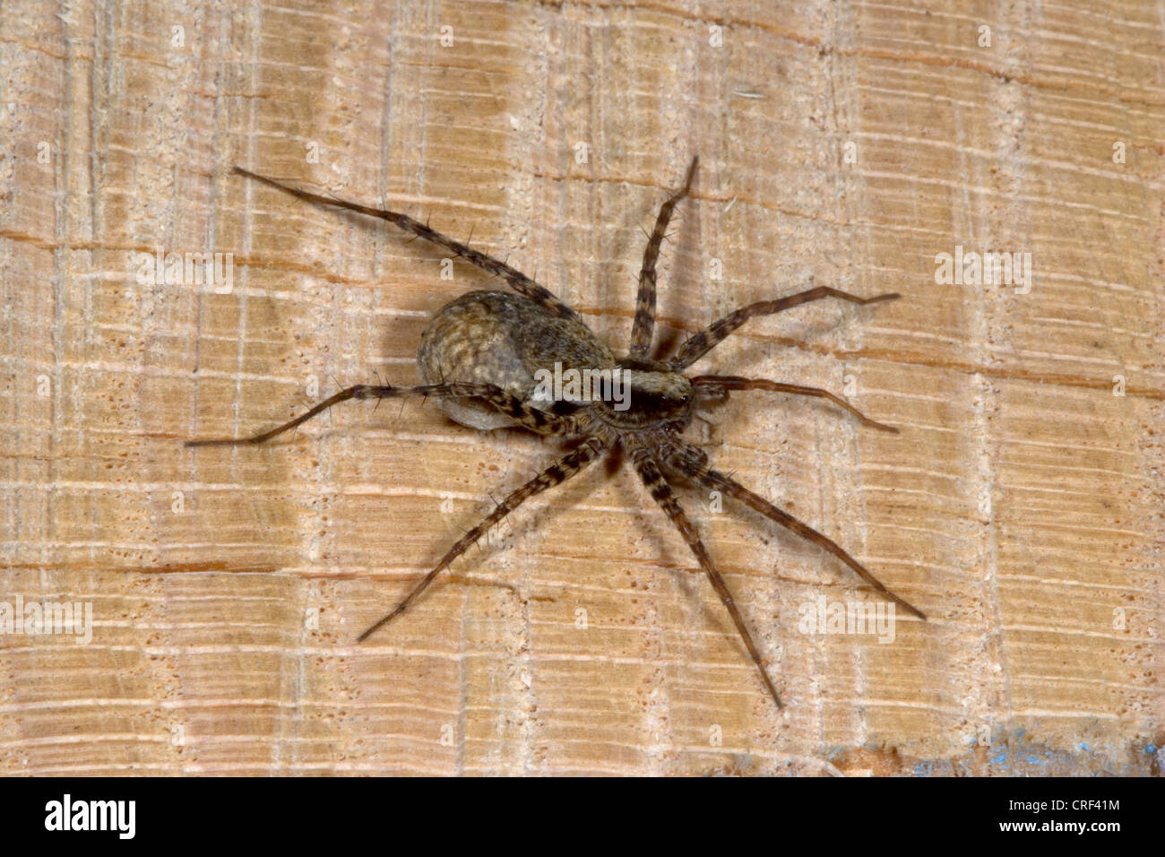 Bodenspinnen Lycosidae Stockfotos und -bilder Kaufen - Alamy
