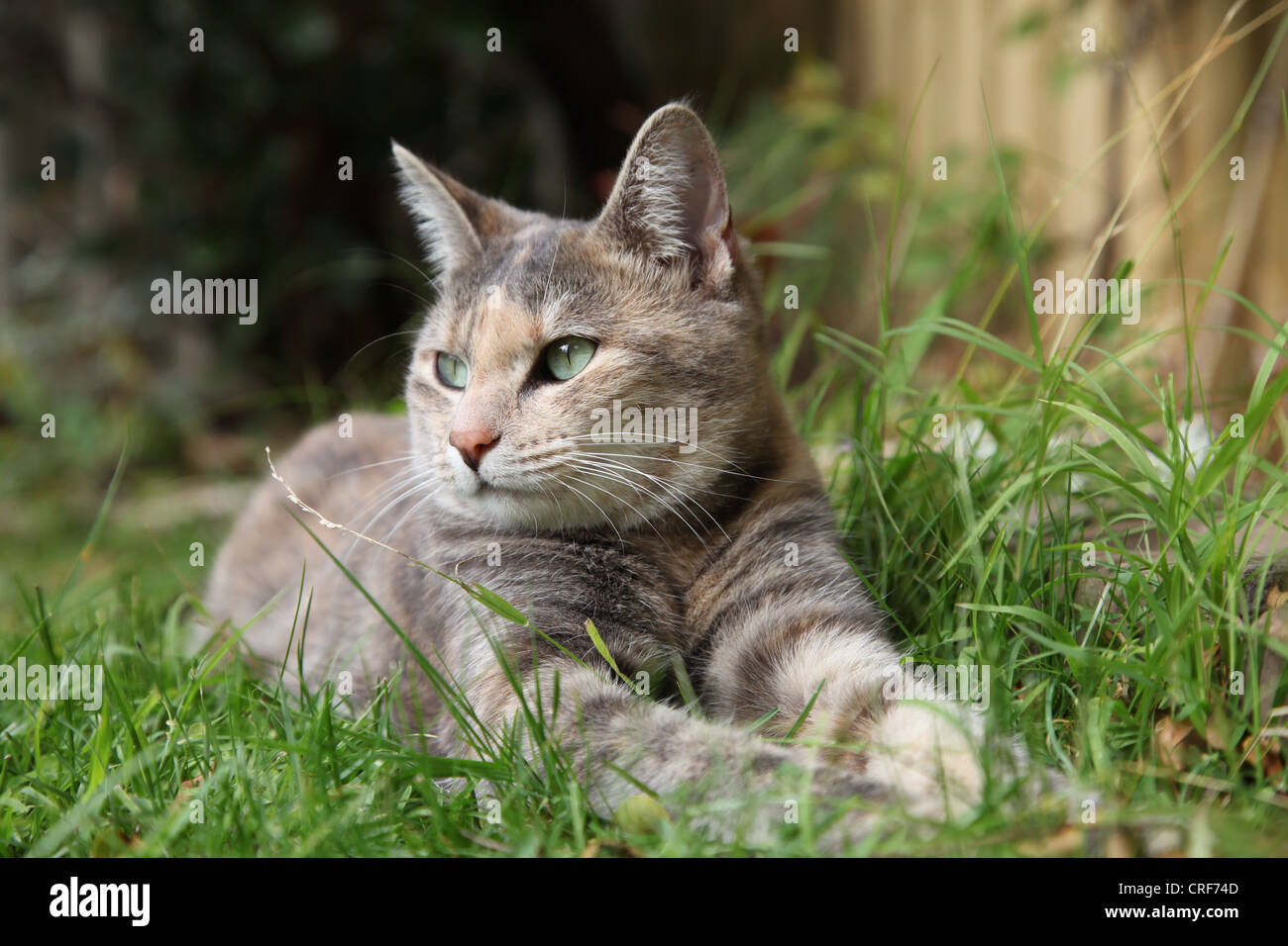 Tortie tabby -Fotos und -Bildmaterial in hoher Auflösung – Alamy