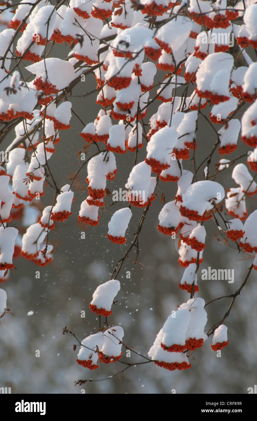 Europäische Vogelbeerbaum, Eberesche, sorbieren Baum (Sorbus Aucuparia ...