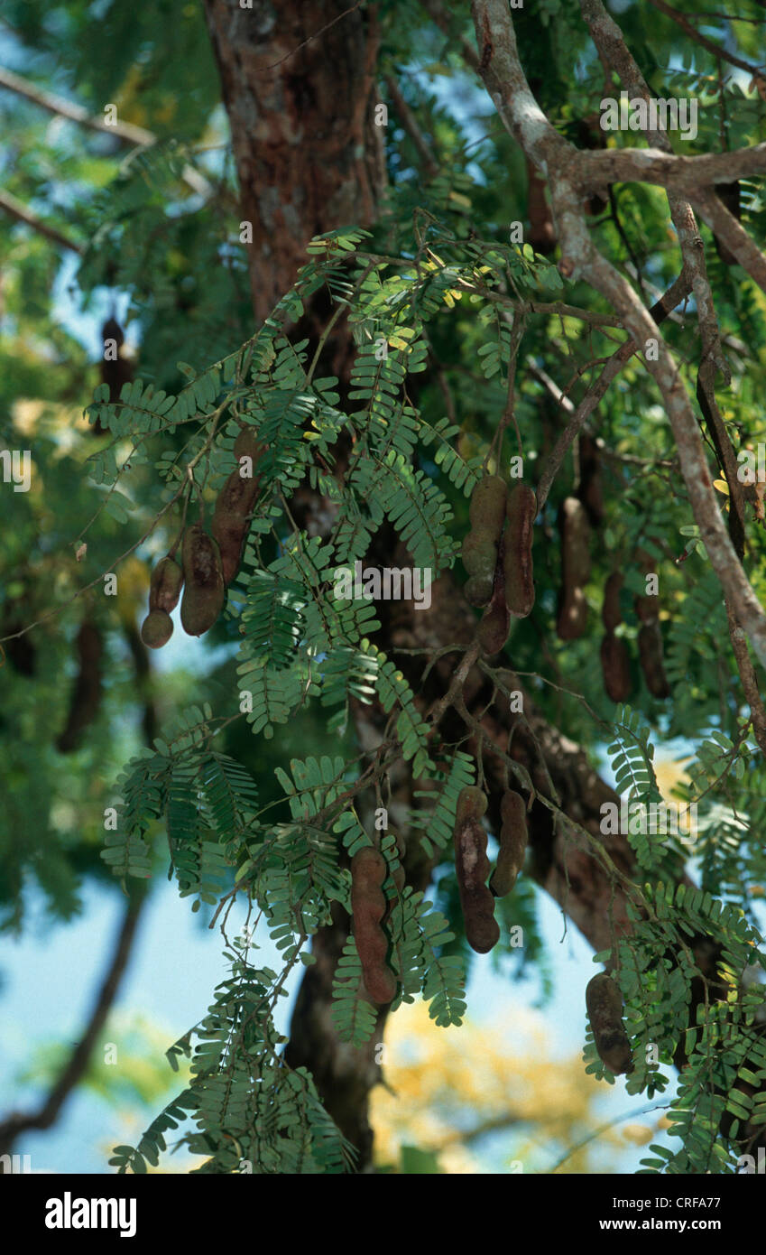 Junger Tamarindenbaum Stockfotos und -bilder Kaufen - Alamy