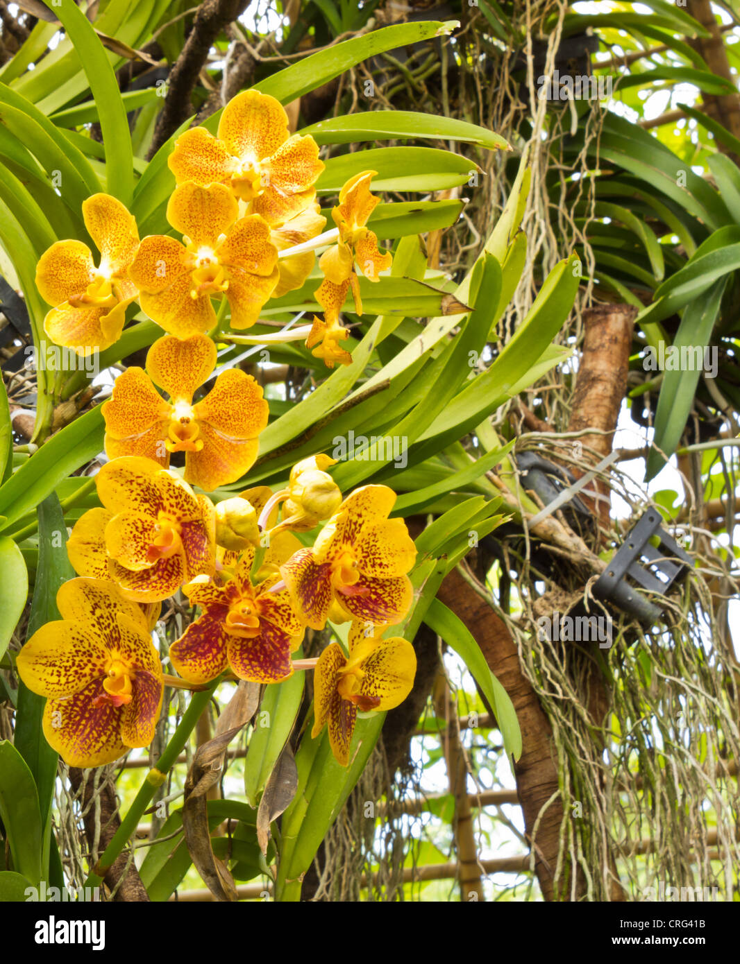 Orchidee Botanik Stockfotos und -bilder Kaufen - Alamy