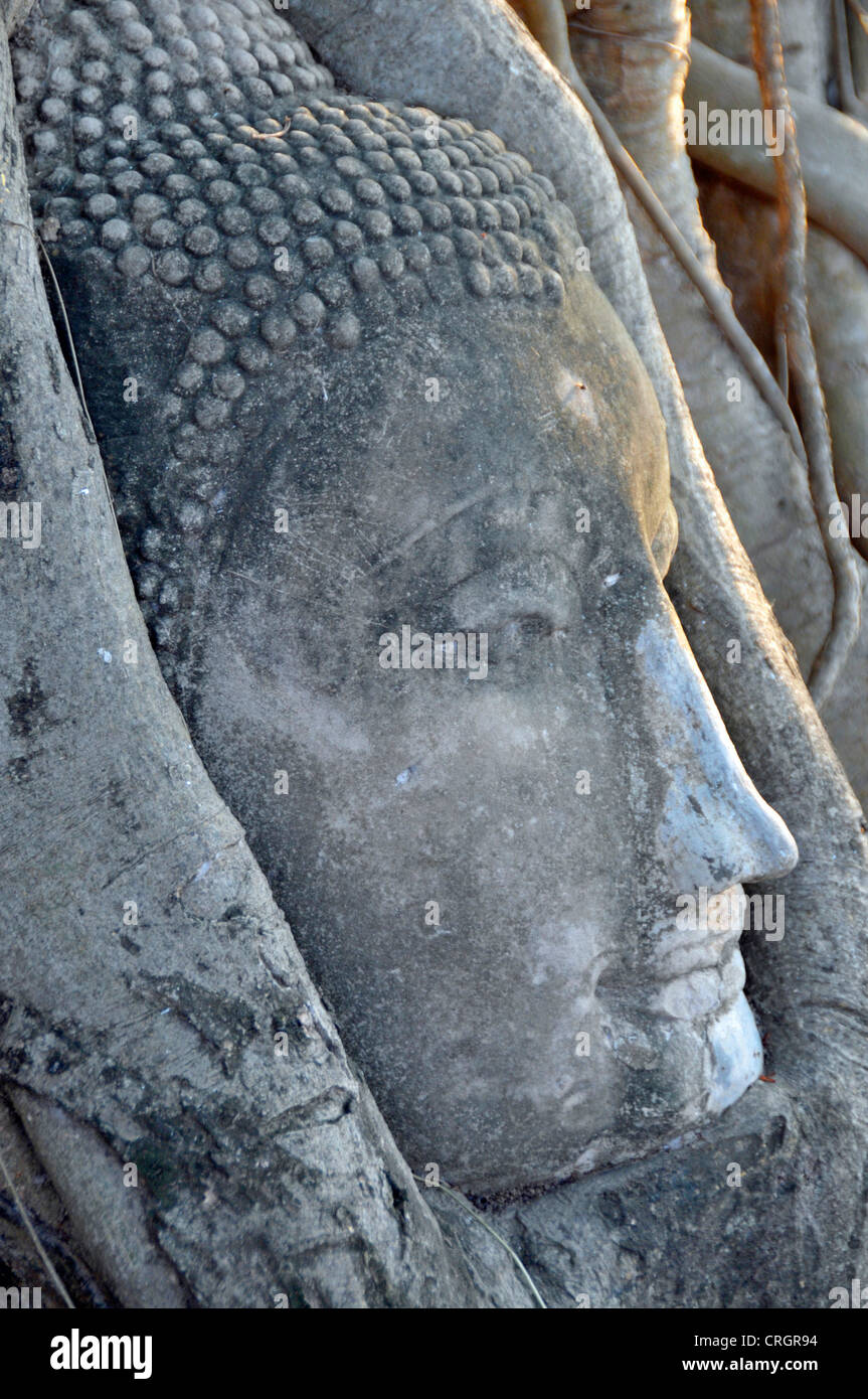 Bo-Baum (Ficus Religiosa), Sandstein Kopf einer Buddha-Statue zwischen ...