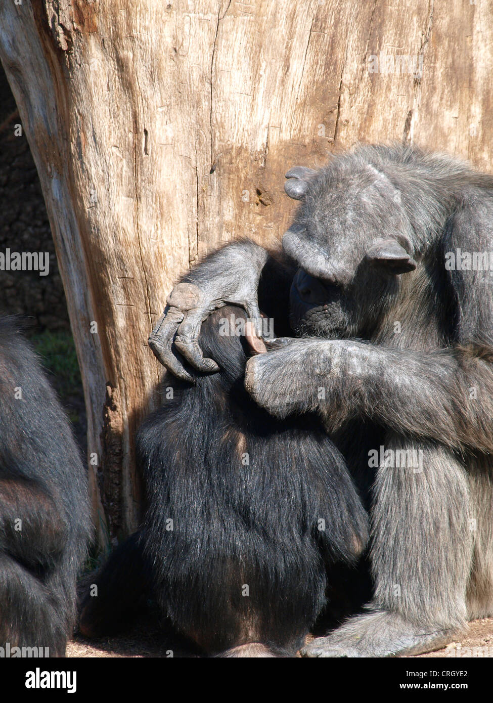 Schimpansen familie -Fotos und -Bildmaterial in hoher Auflösung – Alamy